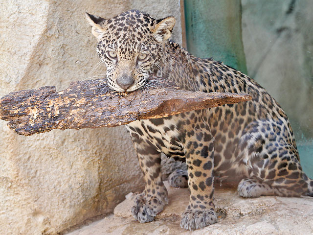 Cameron Park Zoo in Waco | Tour Texas