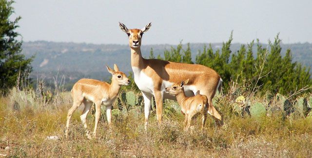 Fossil Rim Wildlife Center Hours and Ticket Prices | Tour Texas