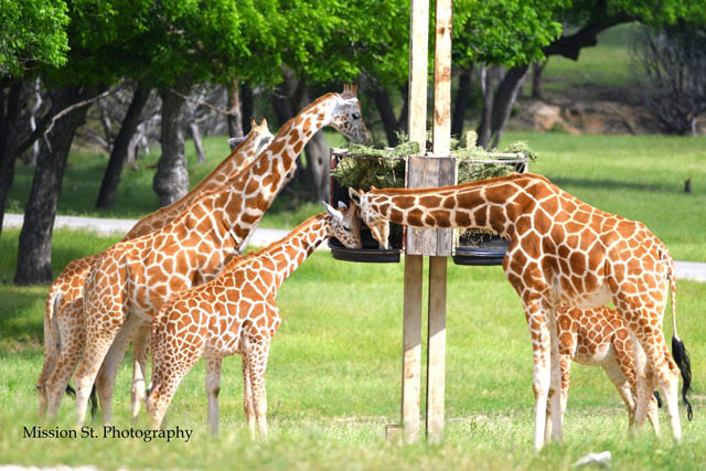 Somervell County | Tour Texas