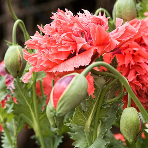 Clark Gardens Botanical Park Hours & Admission Prices | Tour Texas