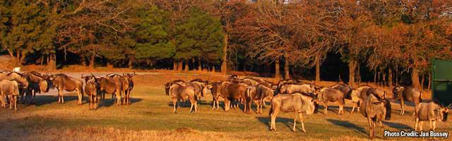 Fossil Rim Wildlife Center in Glen Rose | Tour Texas