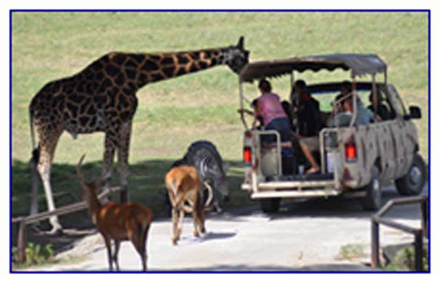 Fossil Rim Wildlife Center in Glen Rose | Tour Texas