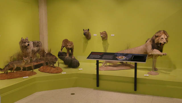 Museum of Texas Tech University in Lubbock | Tour Texas