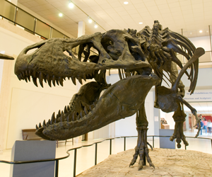 Museum of Texas Tech University in Lubbock | Tour Texas