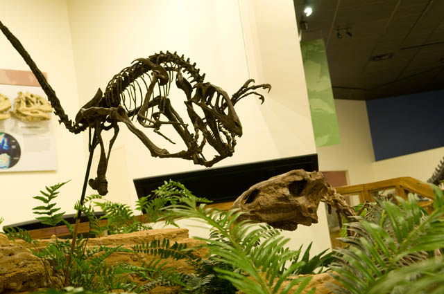 Museum of Texas Tech University in Lubbock | Tour Texas