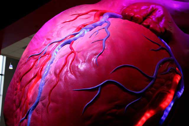 The Health Museum Hours and Admission Prices | Tour Texas