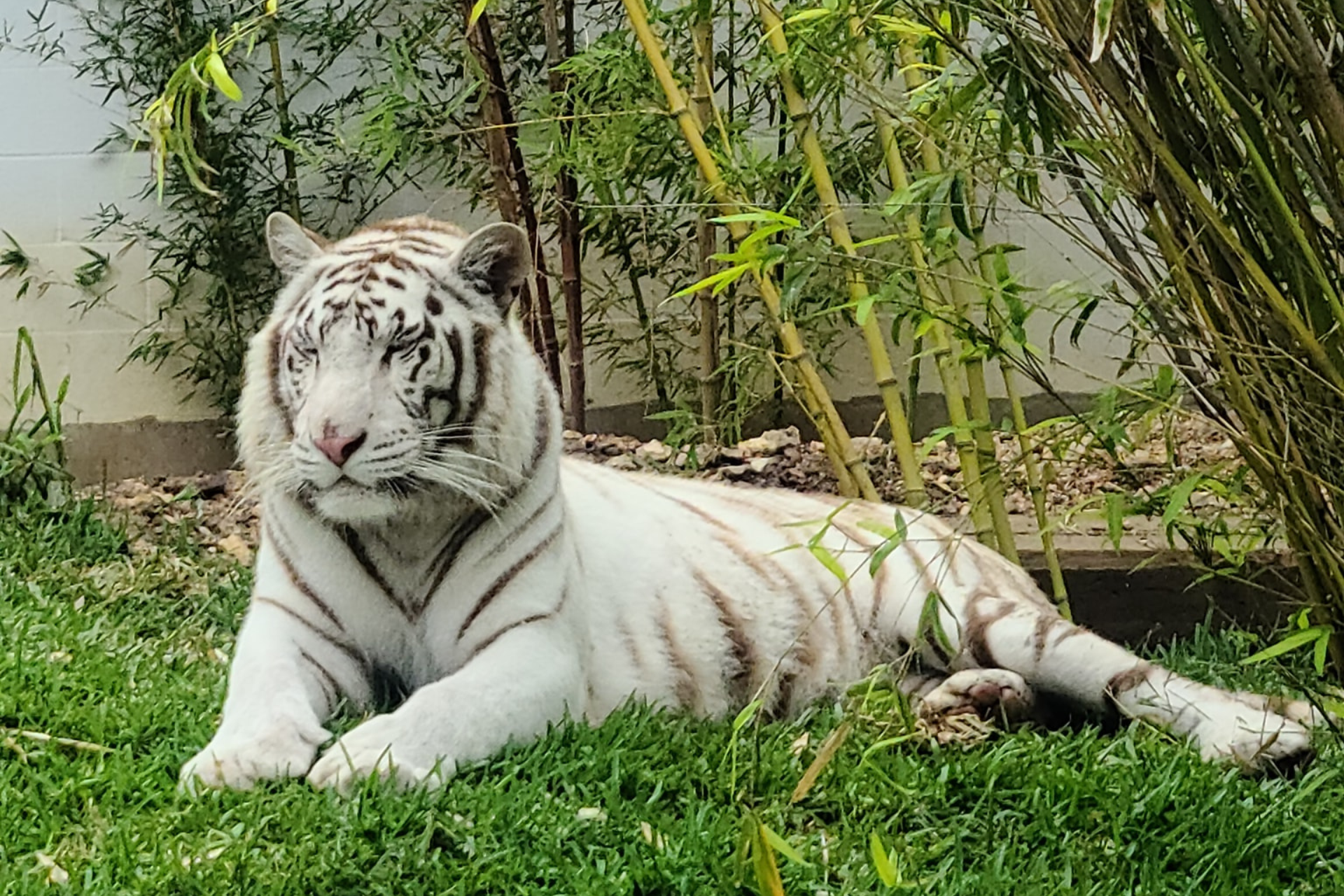 Austin Zoo Hours and Schedule | Tour Texas